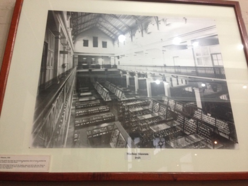 Old Photographs of the Macleay Museum | IZI Travel