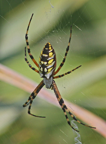 Spiders | IZI Travel